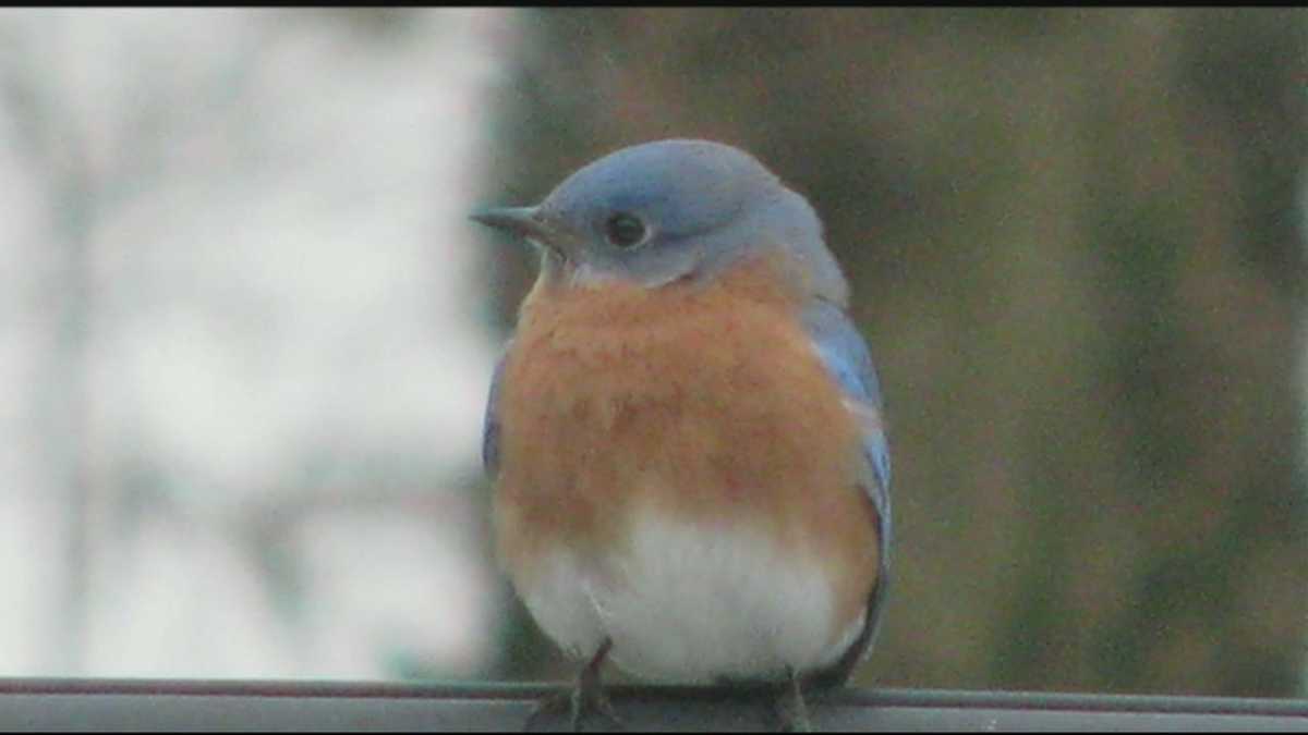 Wild Moments: Are bluebirds a sign of spring?