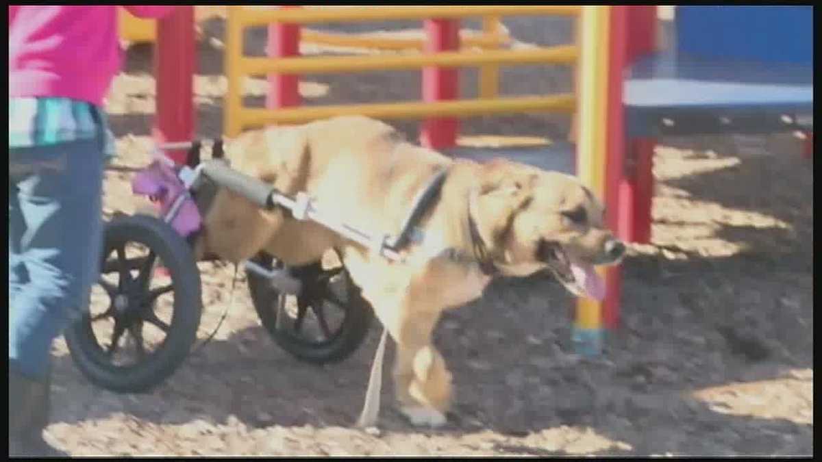 Veteran gives paralyzed dog wheelchair