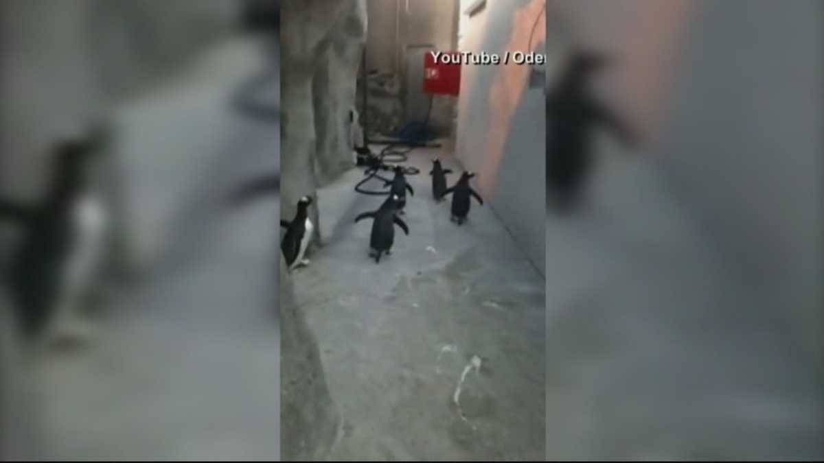 Animal Stories With Dan Green: Penguin Prison Break