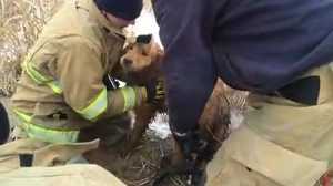 Amazing dog rescue caught on camera