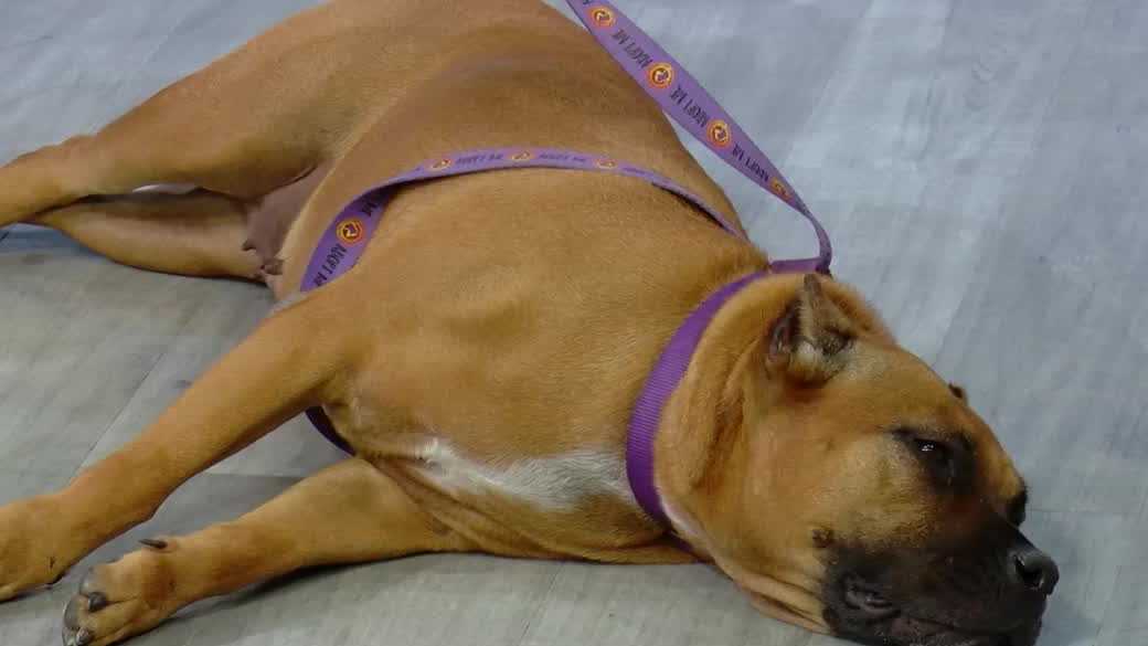 Mutts & Meows with Gulf Coast Humane Society: Meet Sage