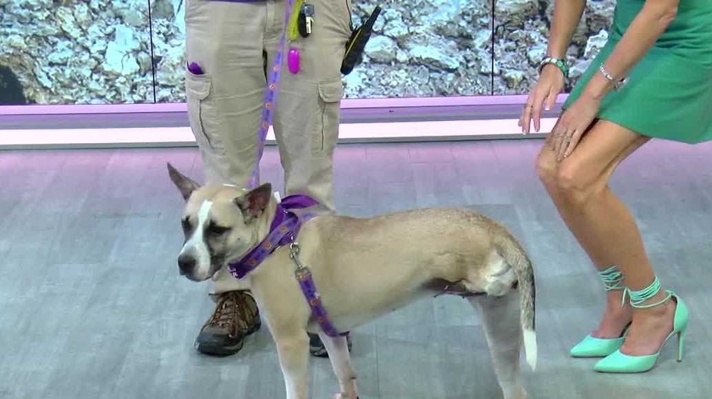 'Mutts & Meows' with Gulf Coast Humane Society: Meet Ava