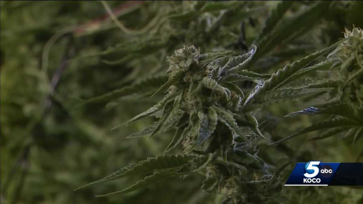 Oklahoma has become leading source of illegal marijuana, OBN says