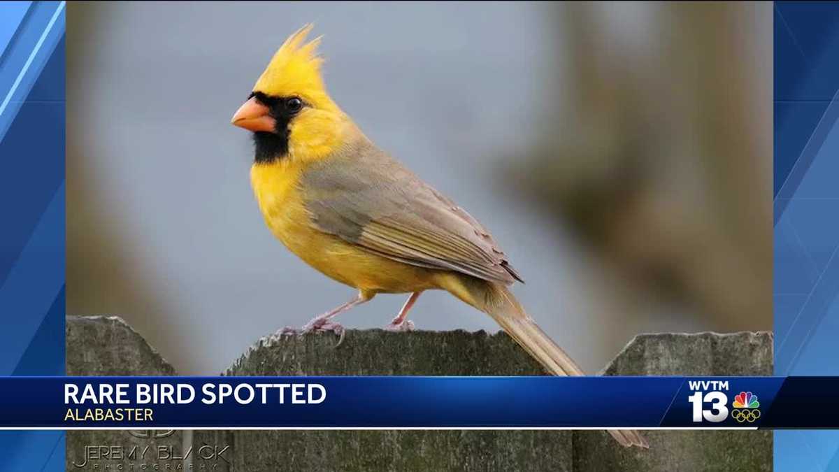 Rare yellow cardinal in Shelby County