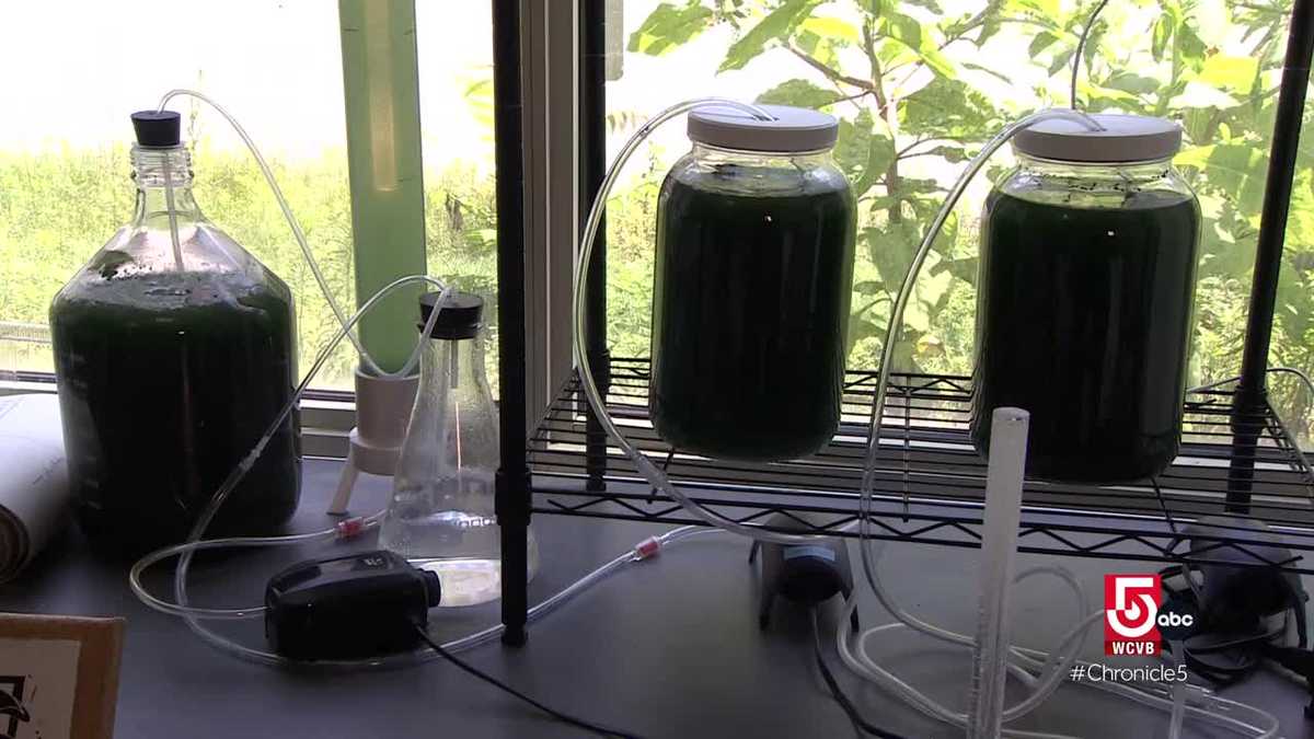 Microalgae is packed with nutrients