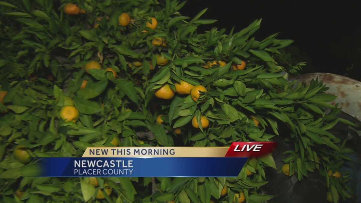 Mandarin harvest kicks off in Placer County