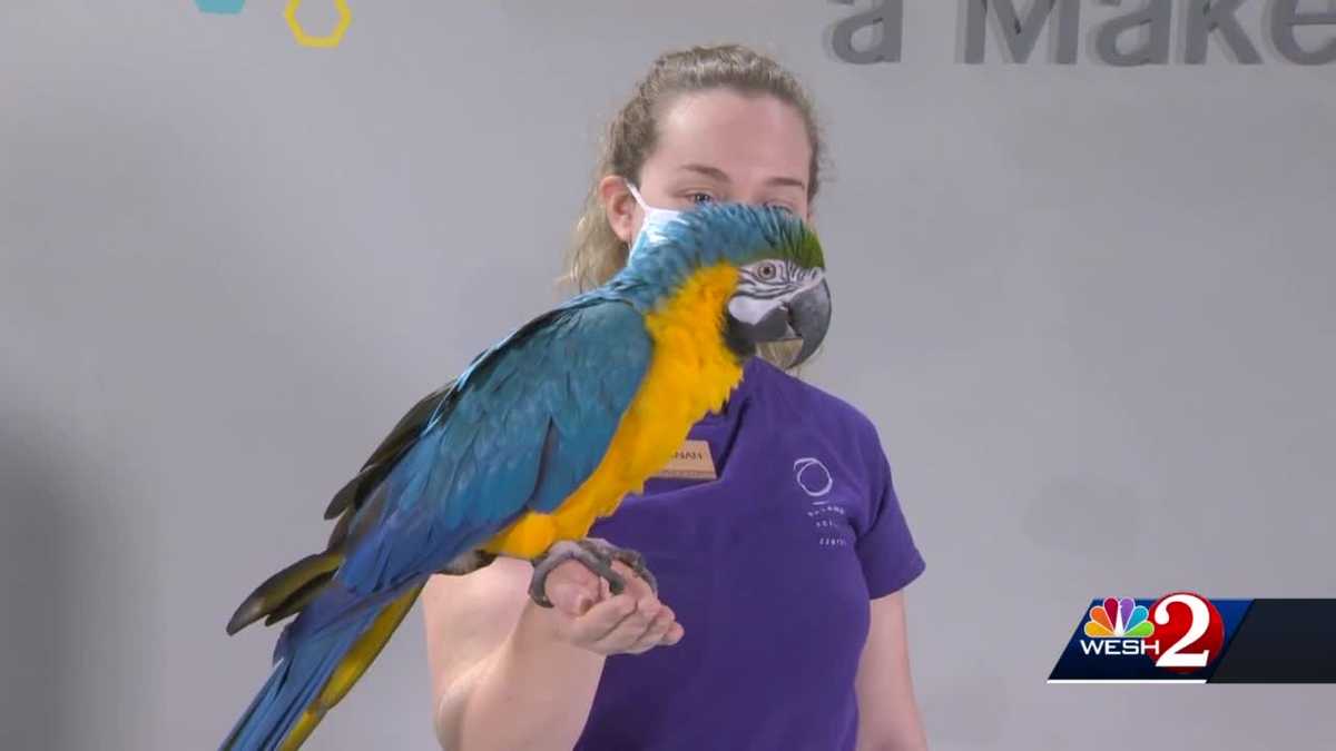 Fun facts: Learning about parrots