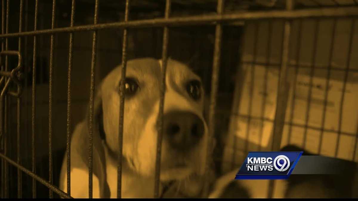 Scientists try alternatives to controversial animal tests