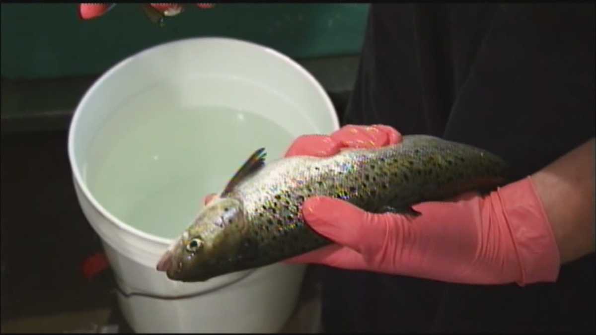 FDA approves genetically modified salmon