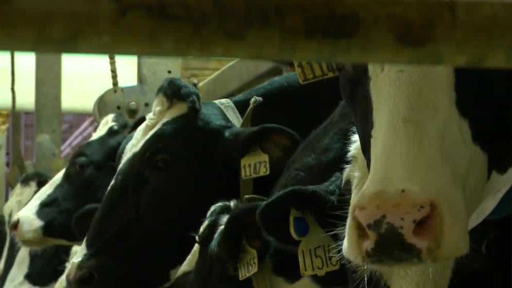 Iowa produces record-breaking 5.4 billion pounds of milk, but people ...