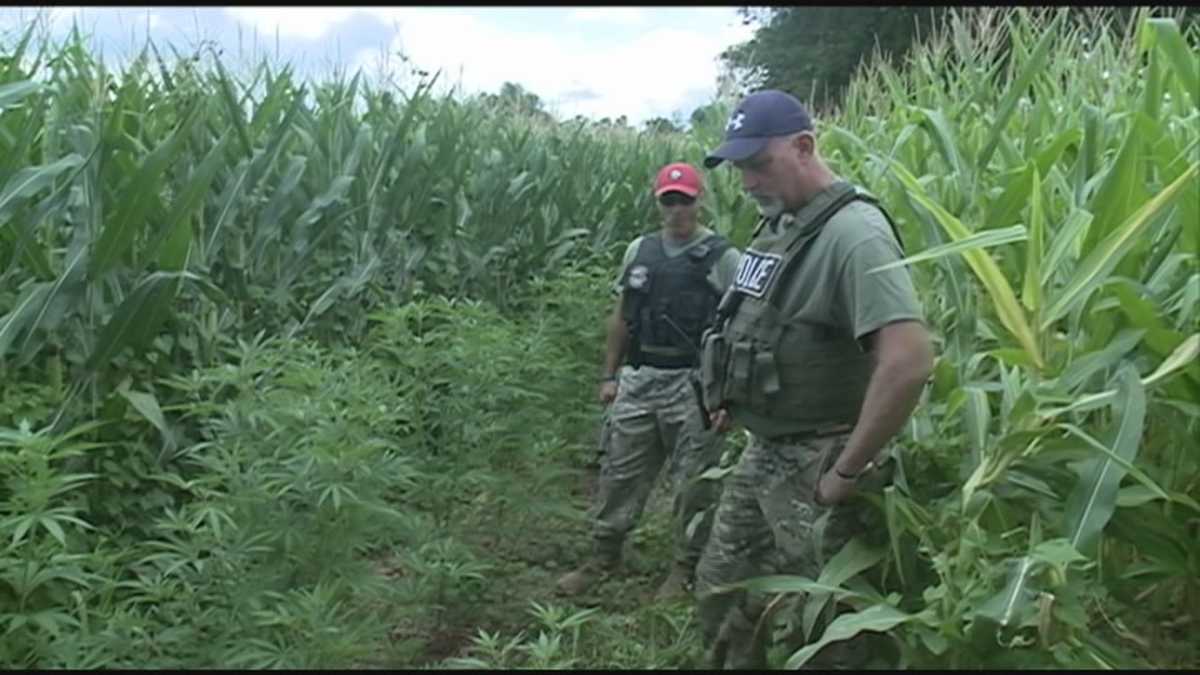 KSP make marijuana bust in Hardin County