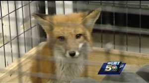Red Wolf Sanctuary: The refuge, the mission and the man behind it all
