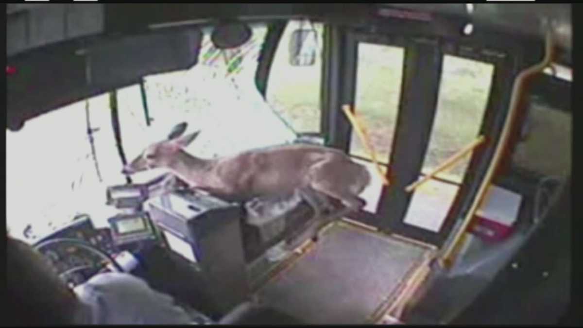 Caught on tape: Deer crashes through bus windshield