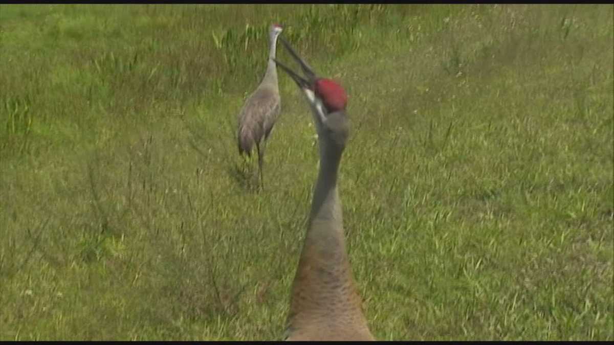 Sandhill cranes attack cars in attempt to protect nest in Florida