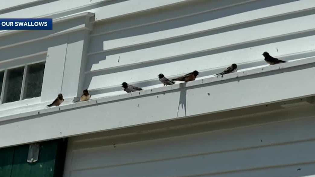 Rye residents fight decision to block swallows from barn