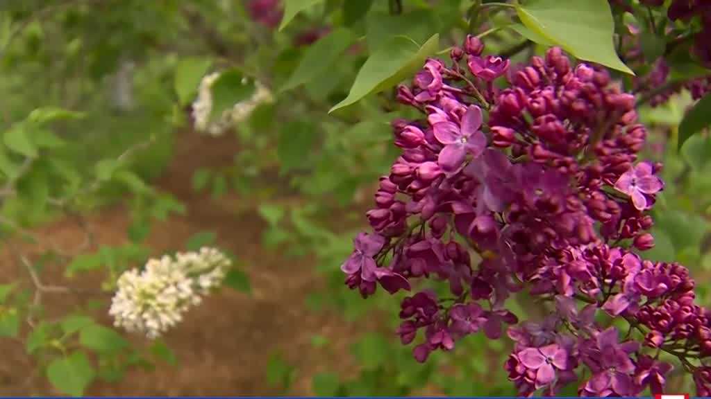 'Lilac Sunday' returns this Mother's Day to Arnold Arboretum