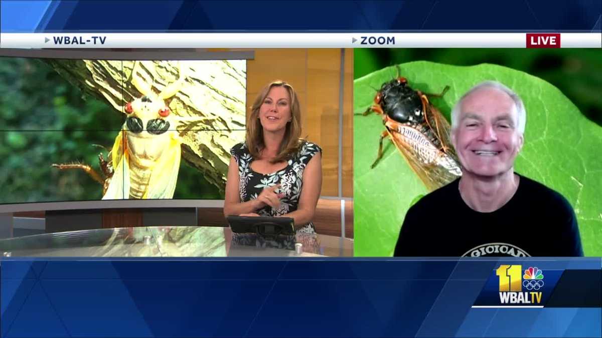 "The Bug Guy" talks everything cicadas