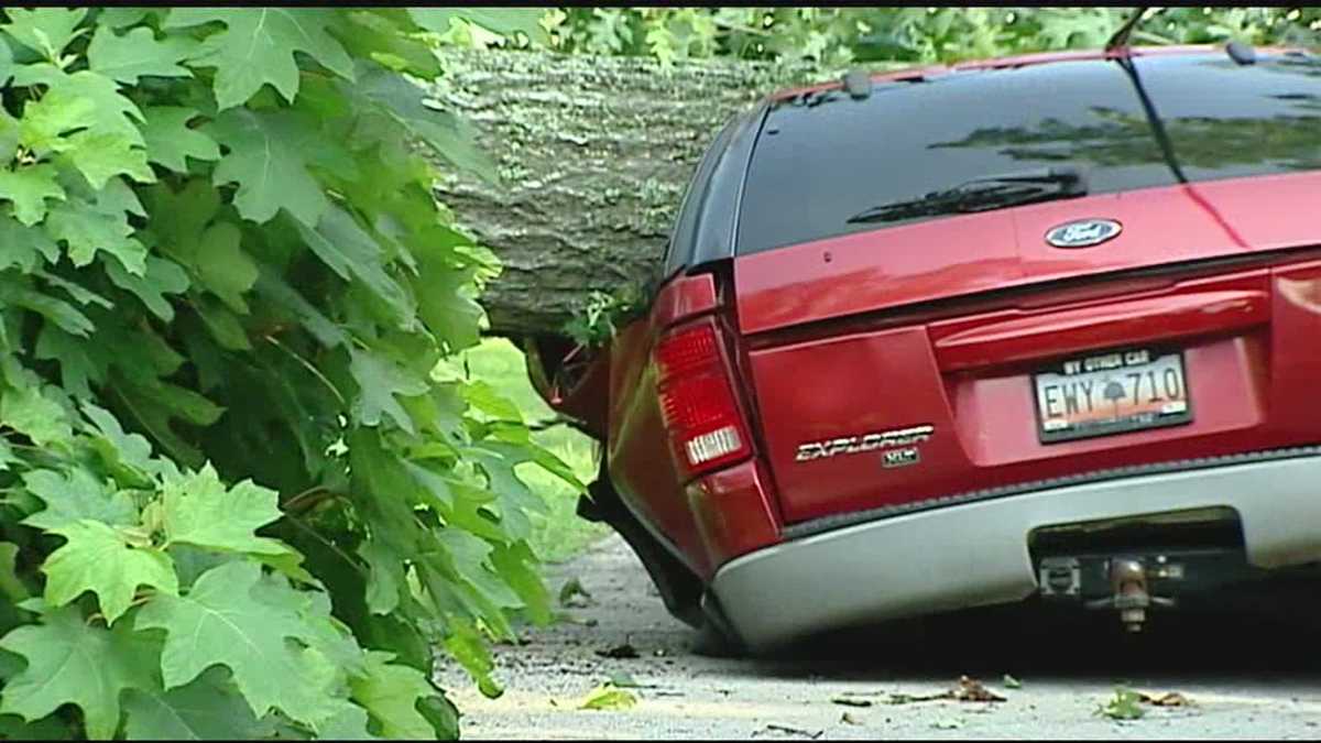 Fallen trees damaged cars overnight