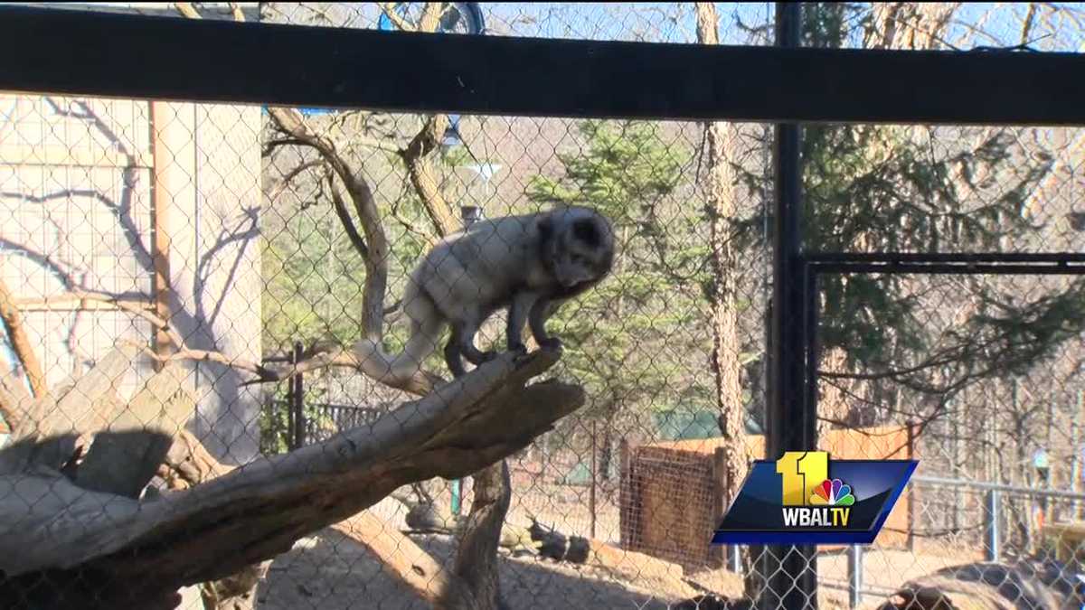 Video: Animals spring out at Maryland Zoo in Baltimore