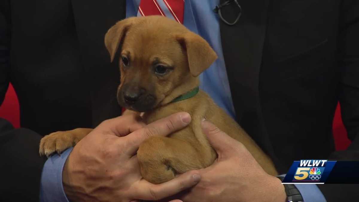 SAAP back with adorable animals that need a home