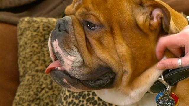 Dog owner: Craig's List ad worst mistake of my life
