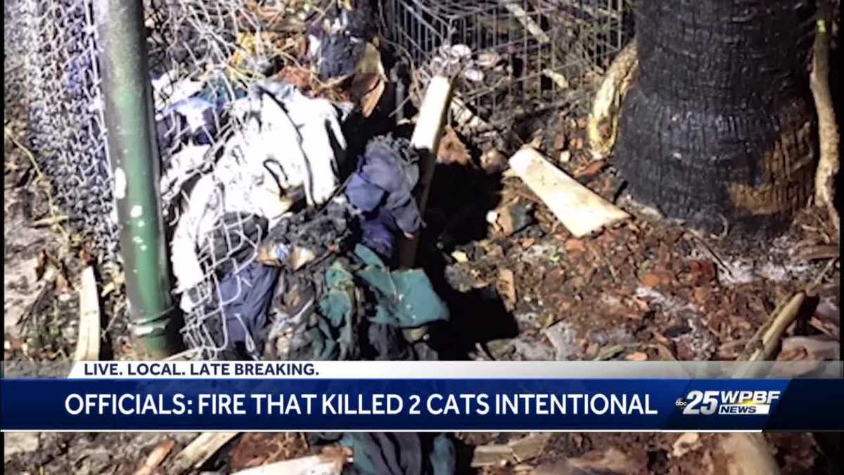 Two cats burned to death near West Palm Beach park