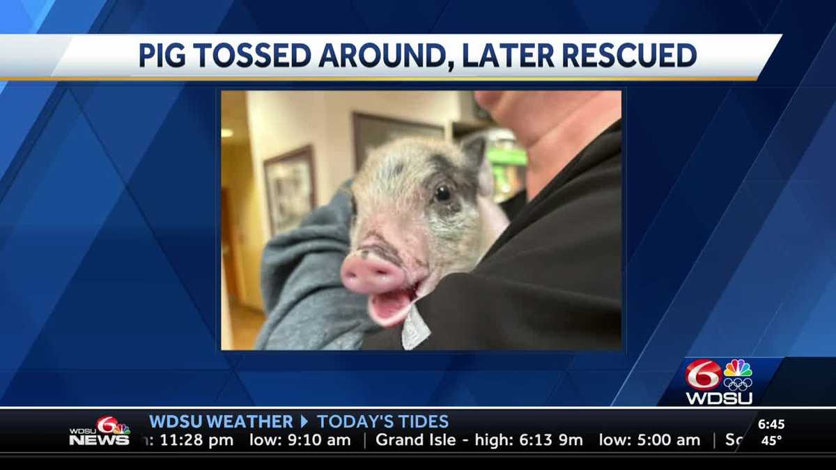 Louisiana pig rescued after being tossed like football at parade