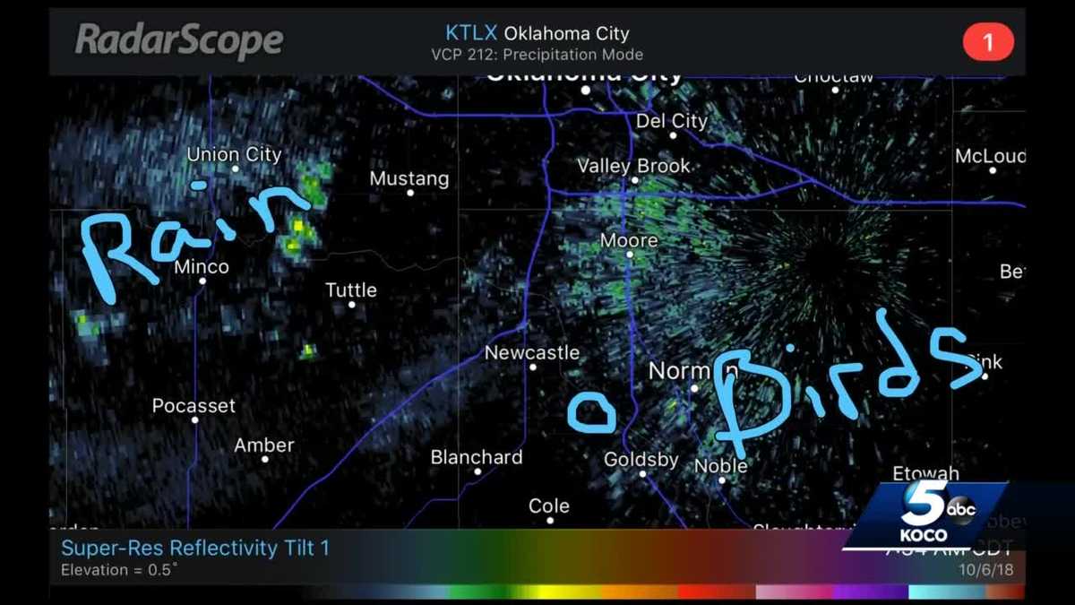 Researchers using radar to study birds, bats