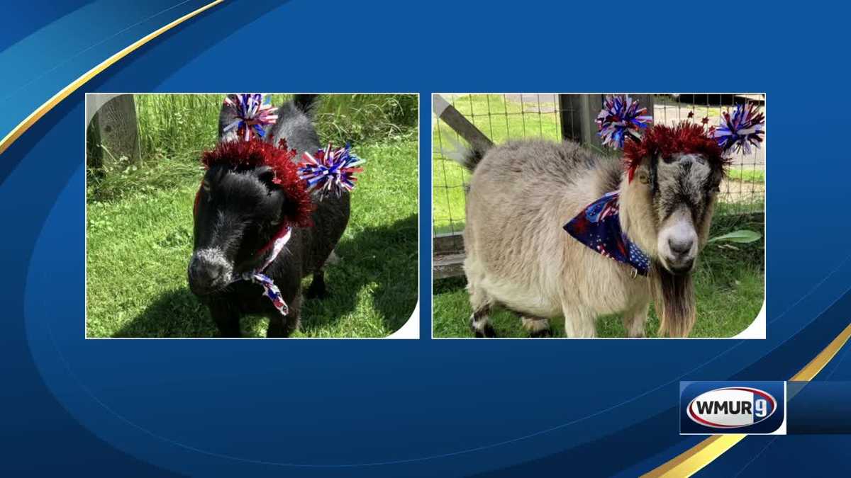 Goats in Lancaster celebrate Fourth of July in style
