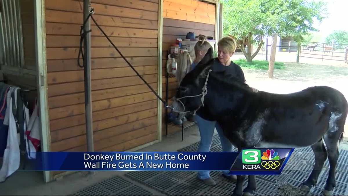 Donkey badly burned in Butte County wildfire gets new home