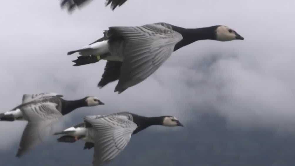 Animal behaviors may change during eclipse in NH