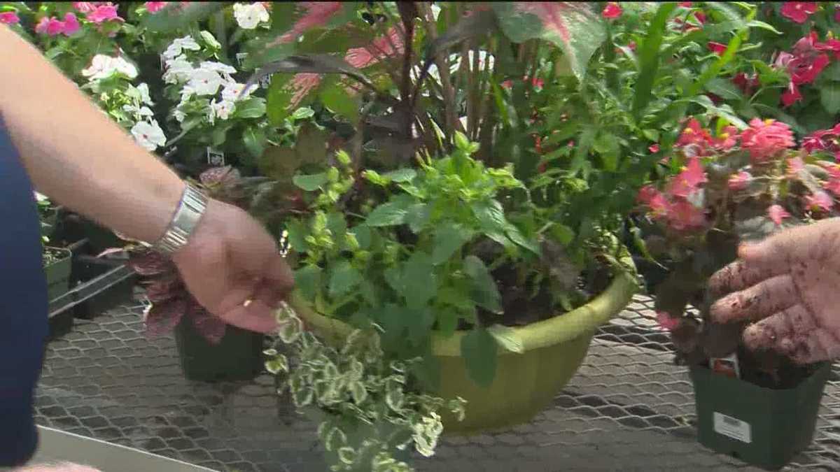 Sunday Gardener rejuvenates tired plants