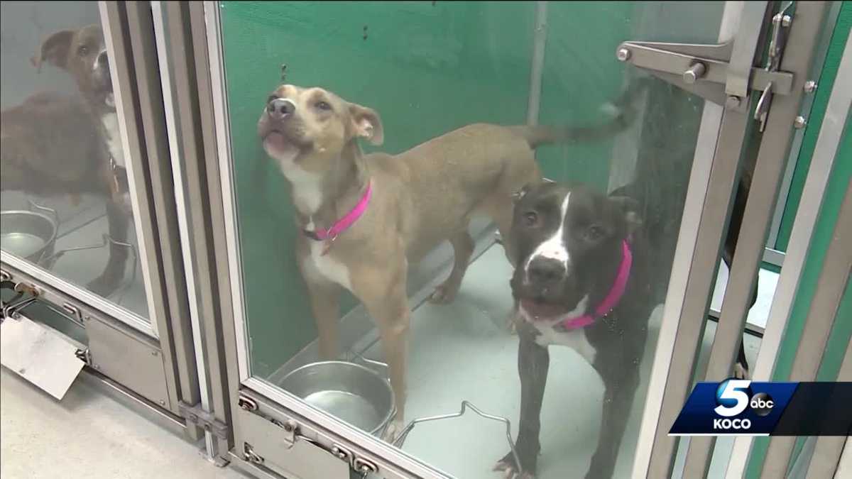 Oklahoma City officials to invest in new animal shelter