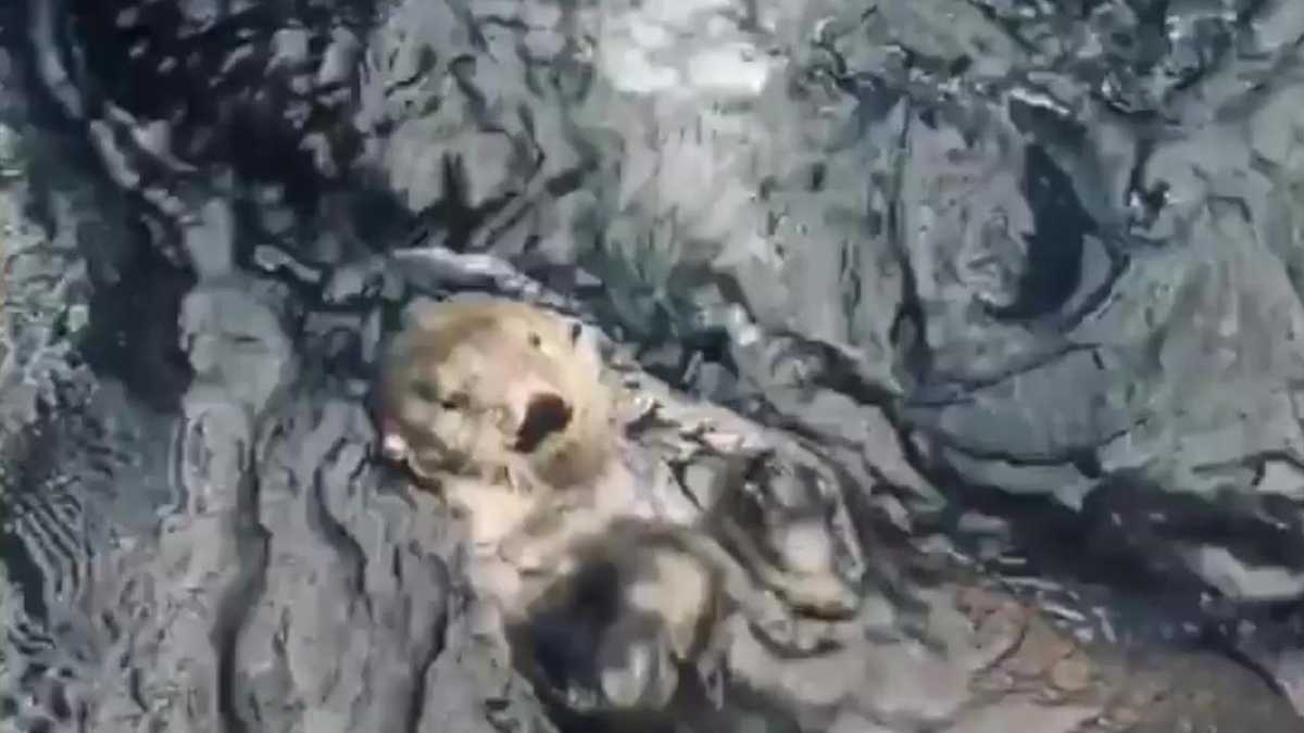Otter Gives Itself a Good Scratch