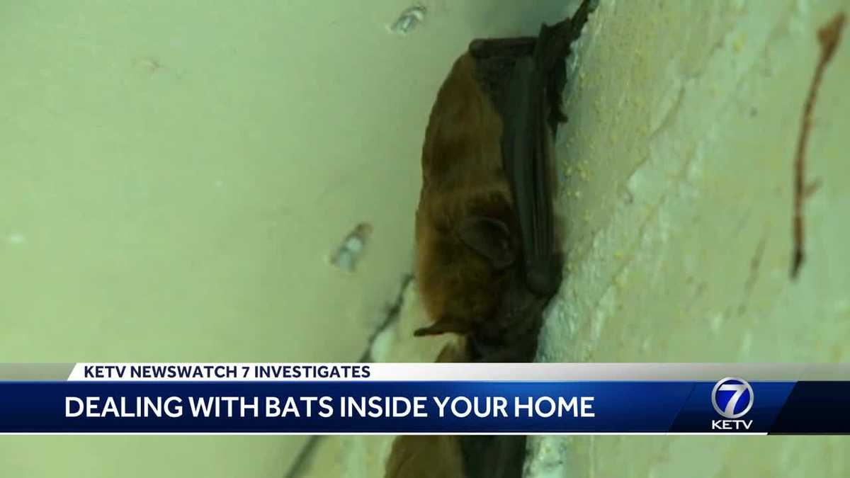 Dealing with bats inside your home