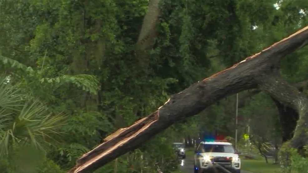 What are zombie trees?