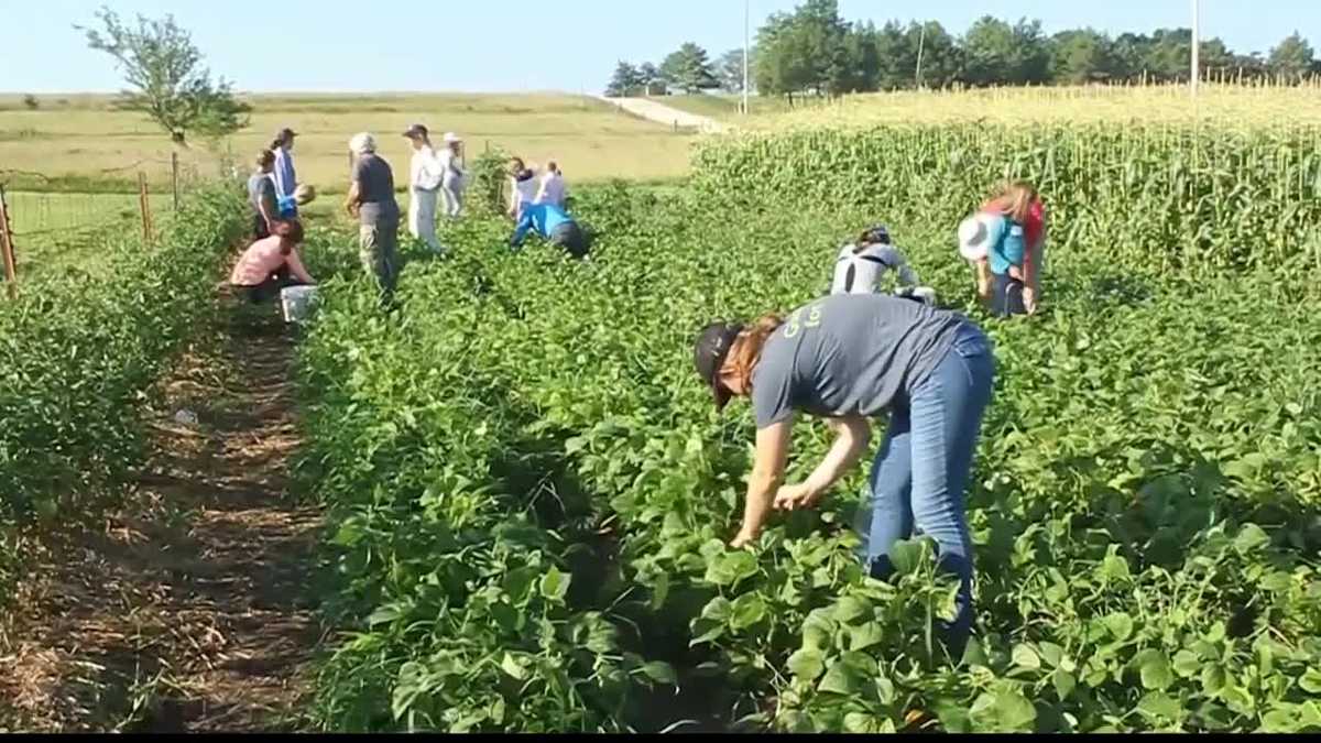 After the Harvest helping provide food to those in need