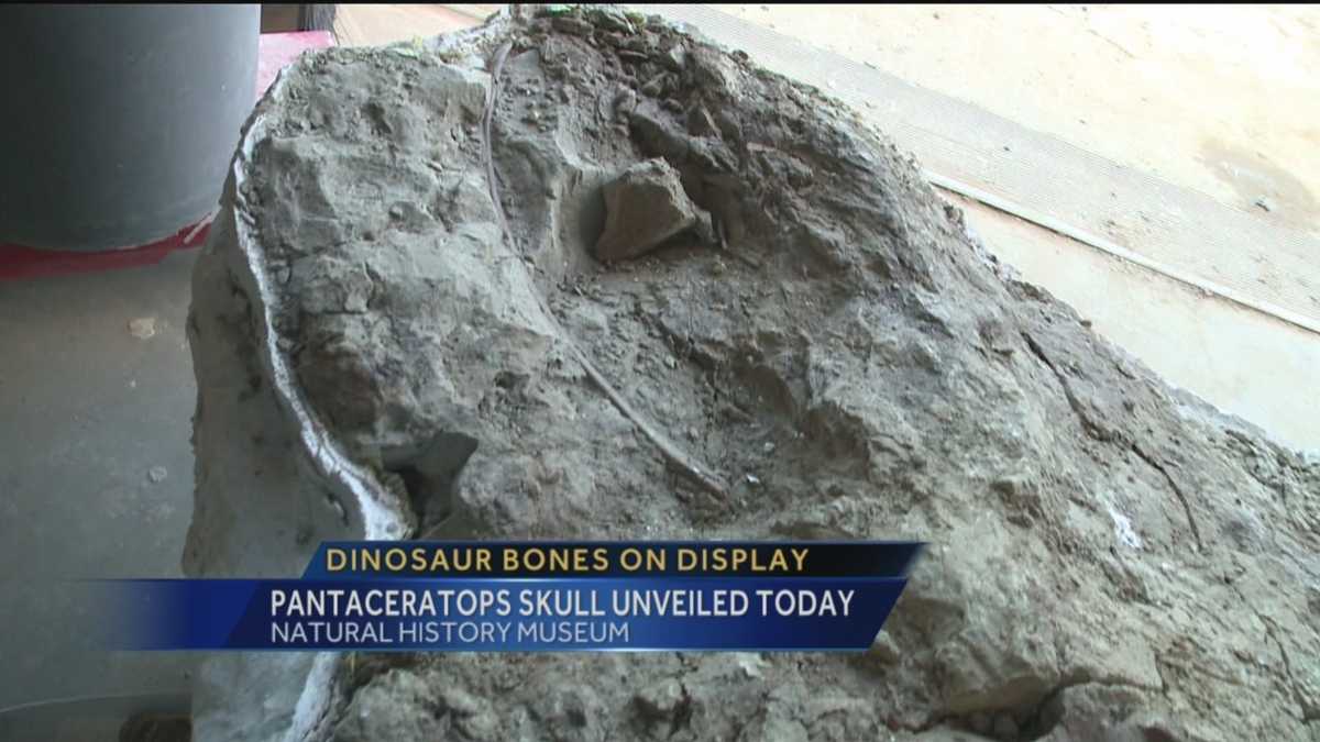 Dinosaur Bones On Display Today