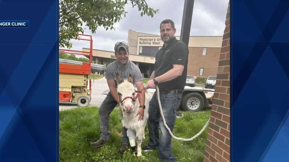 Dale the Donkey gets custom prosthetic leg in Fort Dodge