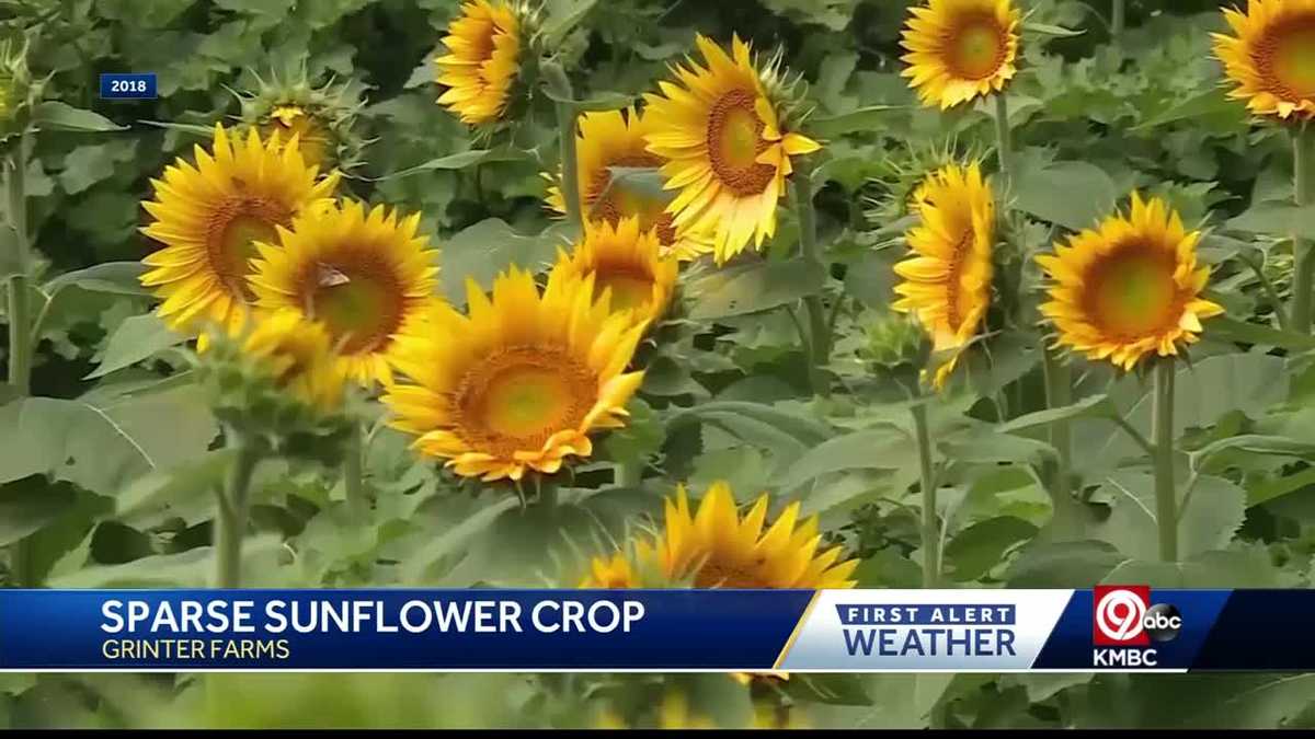 Grinter Farms expects sparse sunflower crop