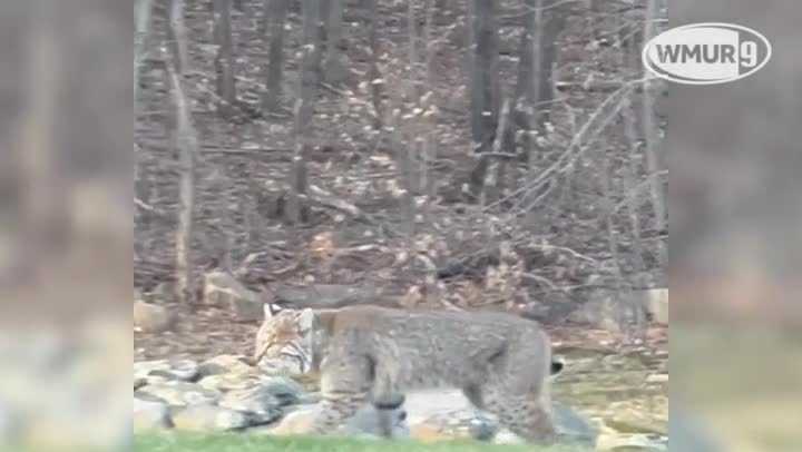 Video: Bobcat spotted in Gilmanton, NH