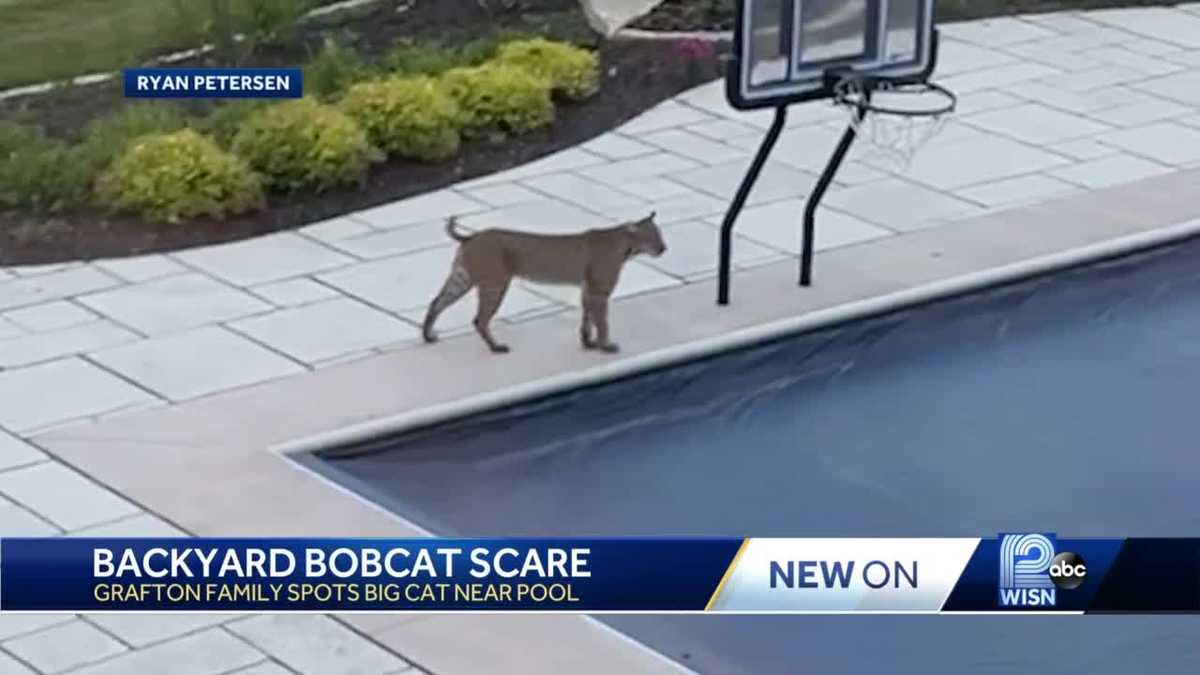 Bobcat scare in a Grafton backyard