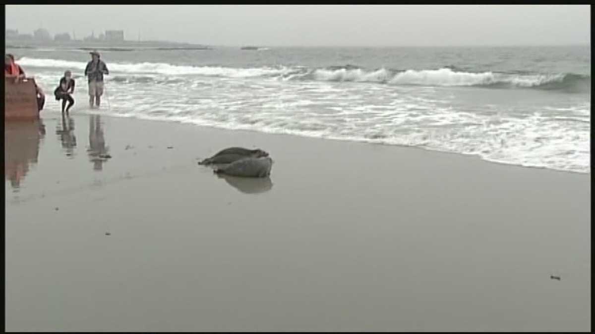 New group will improve response time to stranded animals