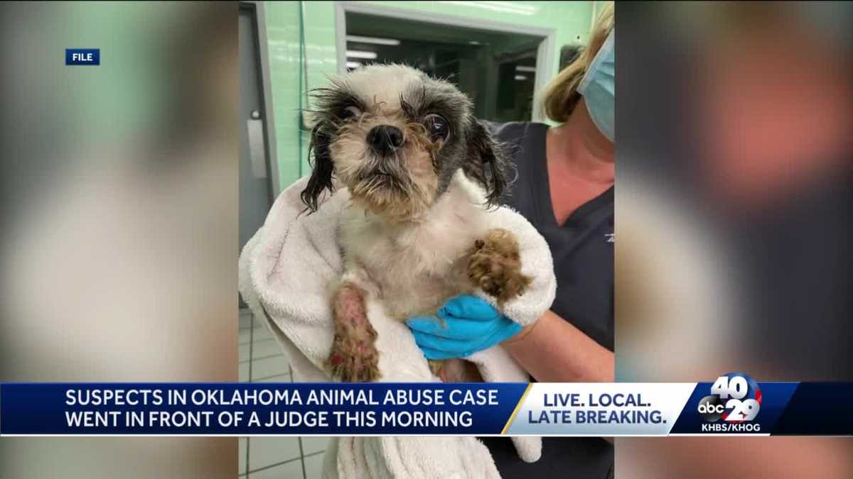 80+ dogs taken in by Oklahoma group in abuse case