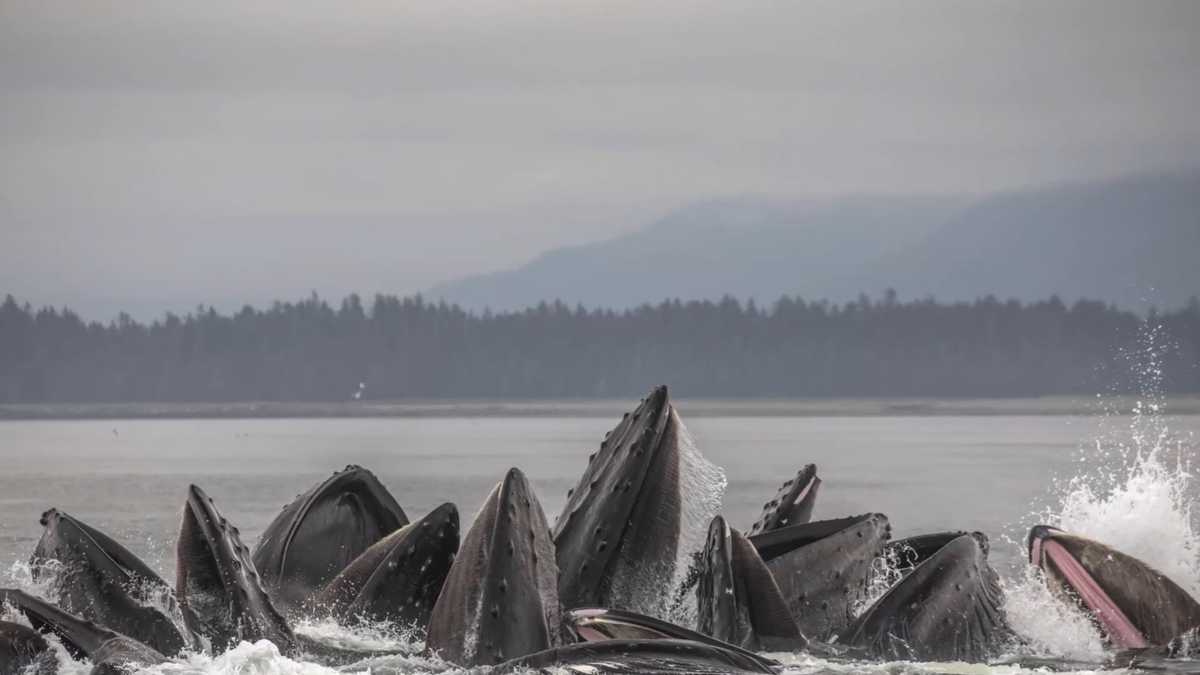 'Preposterously good': Video shows magical moment of whales feeding as ...