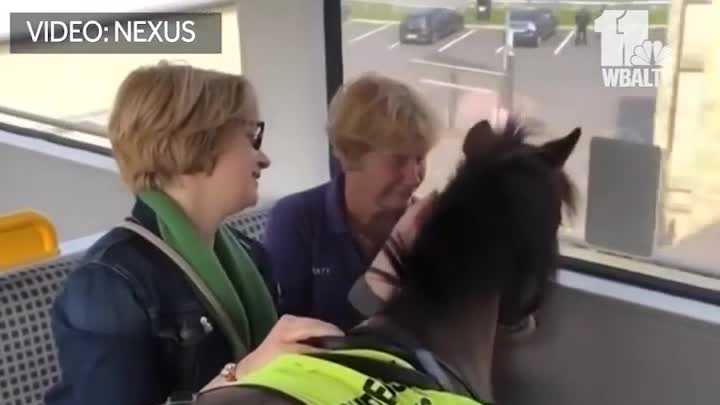 Digby is Britain's first guide horse