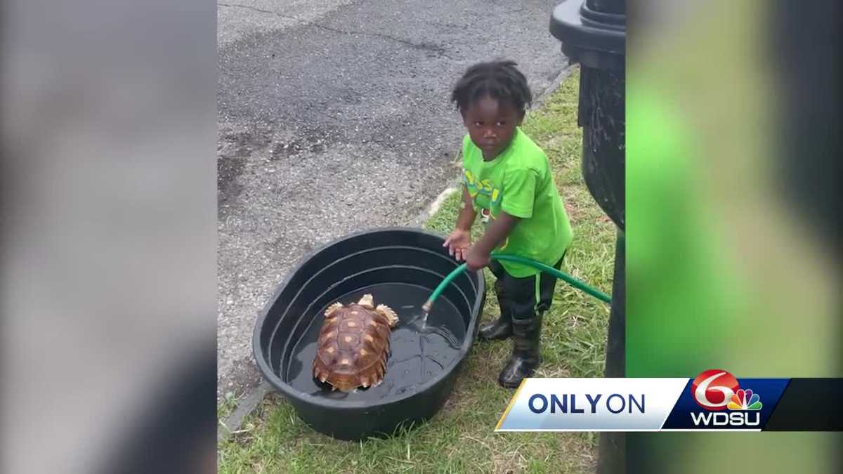 New Orleans family search missing pet tortoise