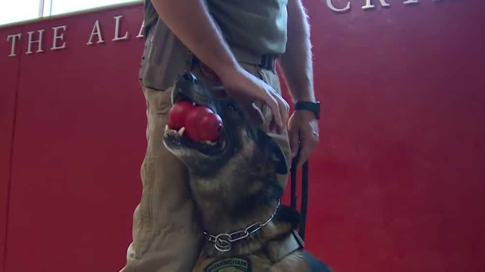 UA hosts Department of Homeland Security regional canine training