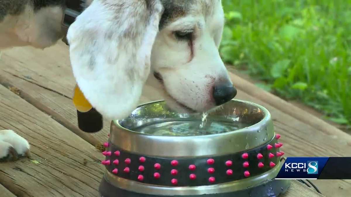 Pet owners urged to take precautions after dog dies in excessive heat