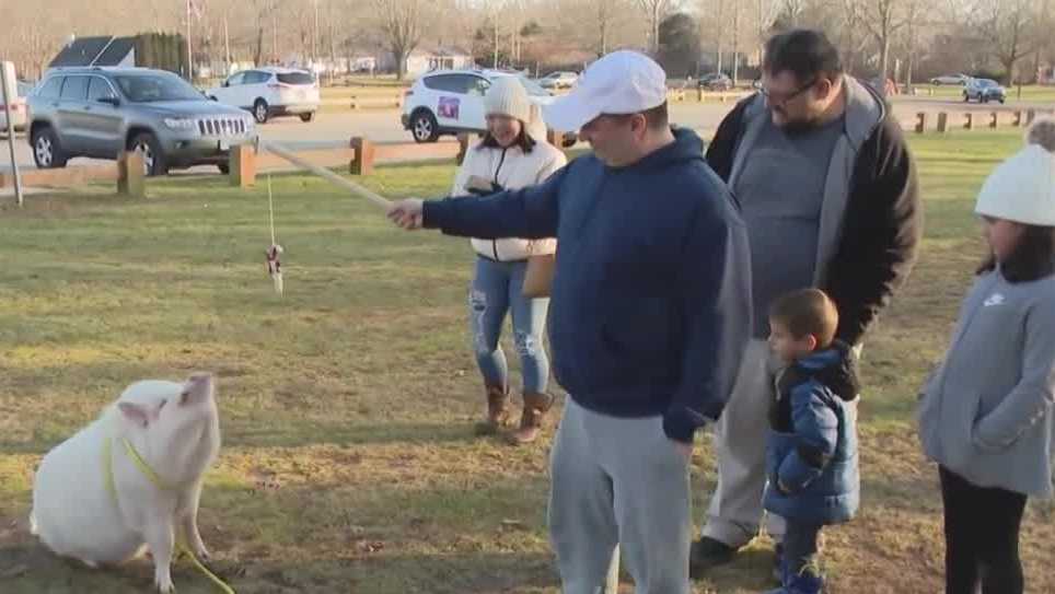 Gilbert the pig entertains people in New Hampshire, New England